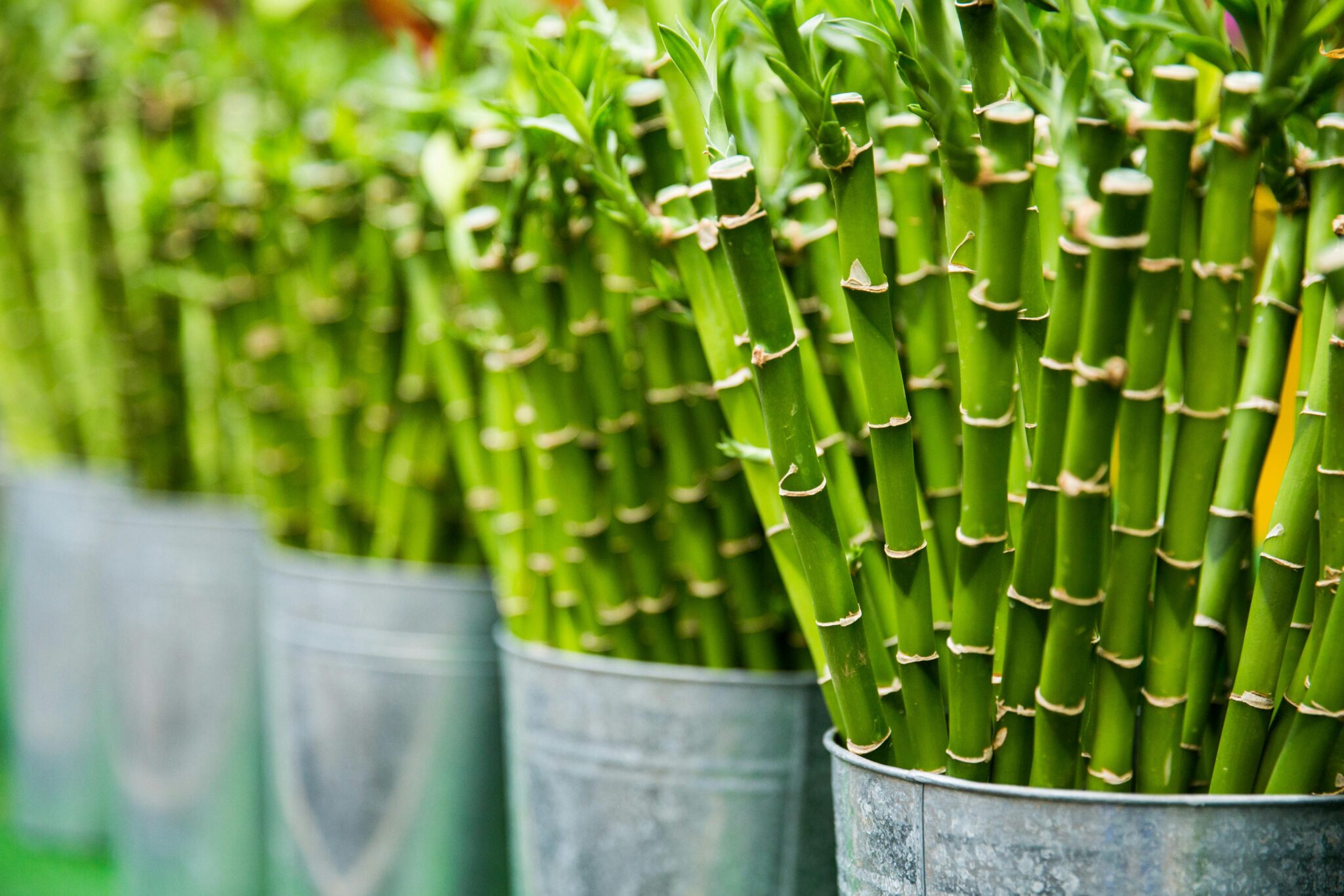 Can You Burn Bamboo In A Wood Stove? 5 Safety Tips You Need To Know
